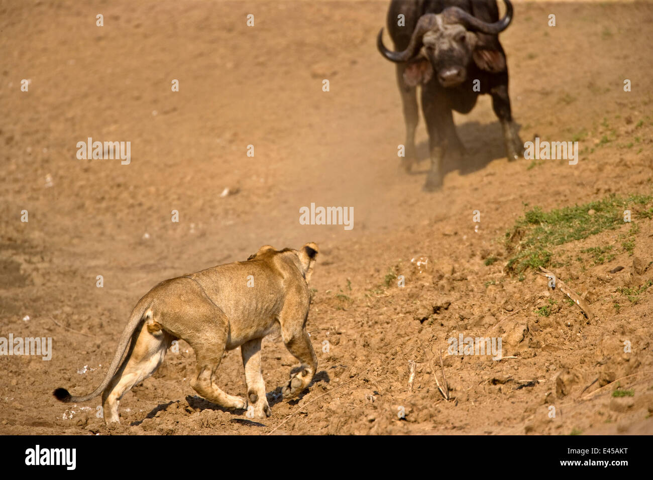 African lion (Panthera leo) hunting Buffalo, South Luangwa, Zambia (non ...
