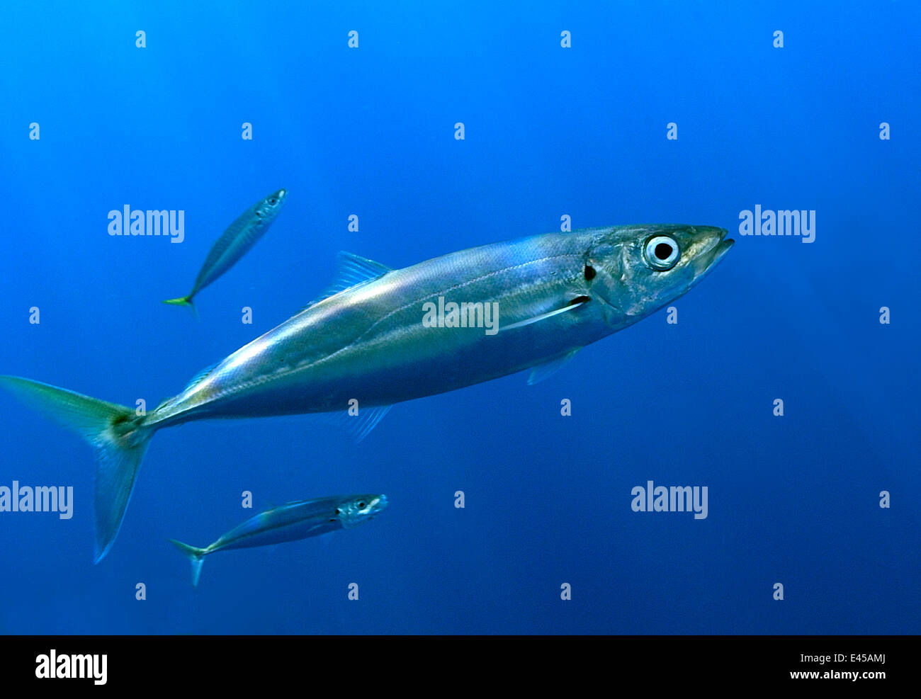Mackerel scad (Decapterus macarellus) Guadalupe Island, Mexico (North ...