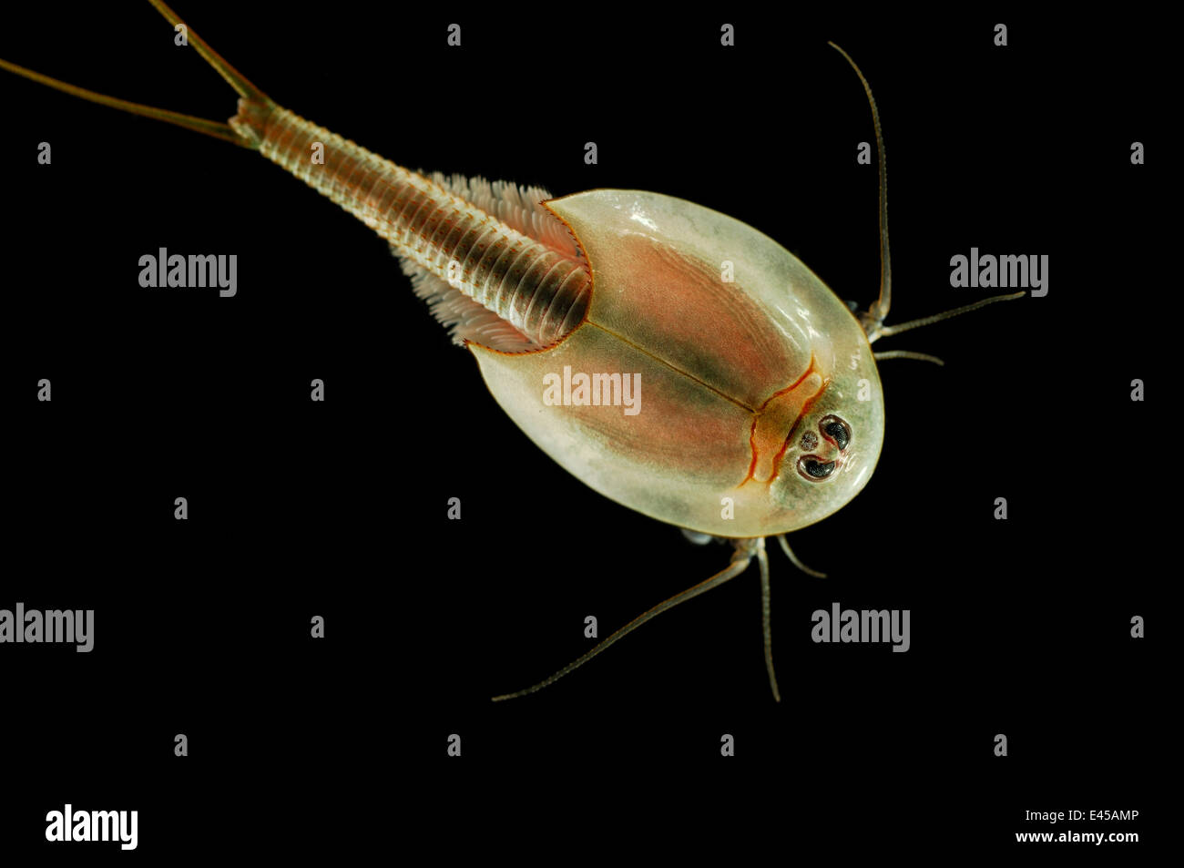 Triops hi-res stock photography and images - Alamy