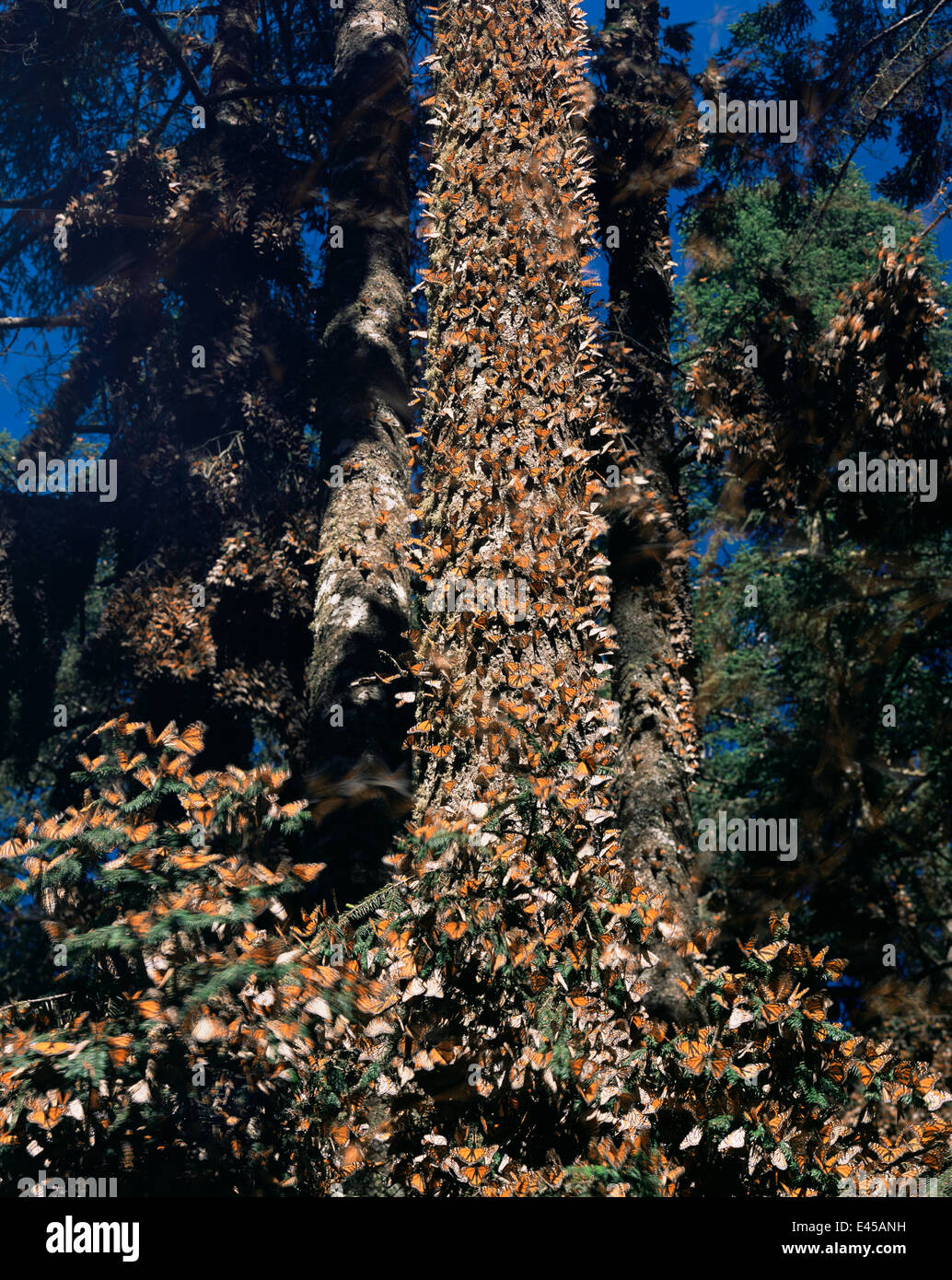 Monarch Butterflies (Danaus plexippus) clustering on trees in a ...