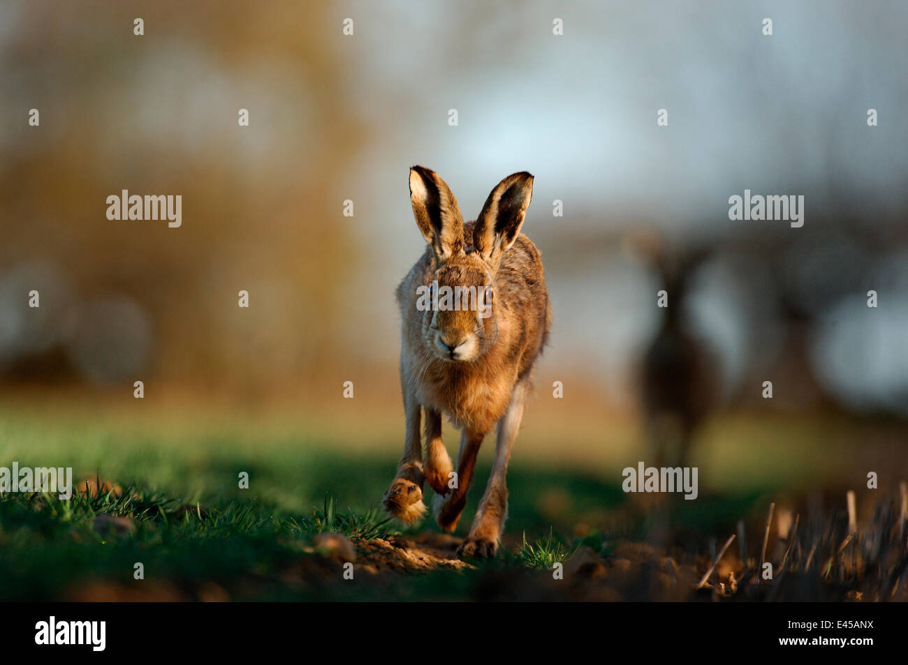 Male and female hare hi-res stock photography and images - Alamy