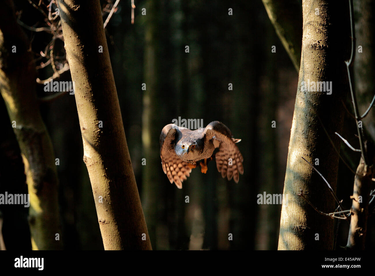Captive female goshawk hi-res stock photography and images - Alamy