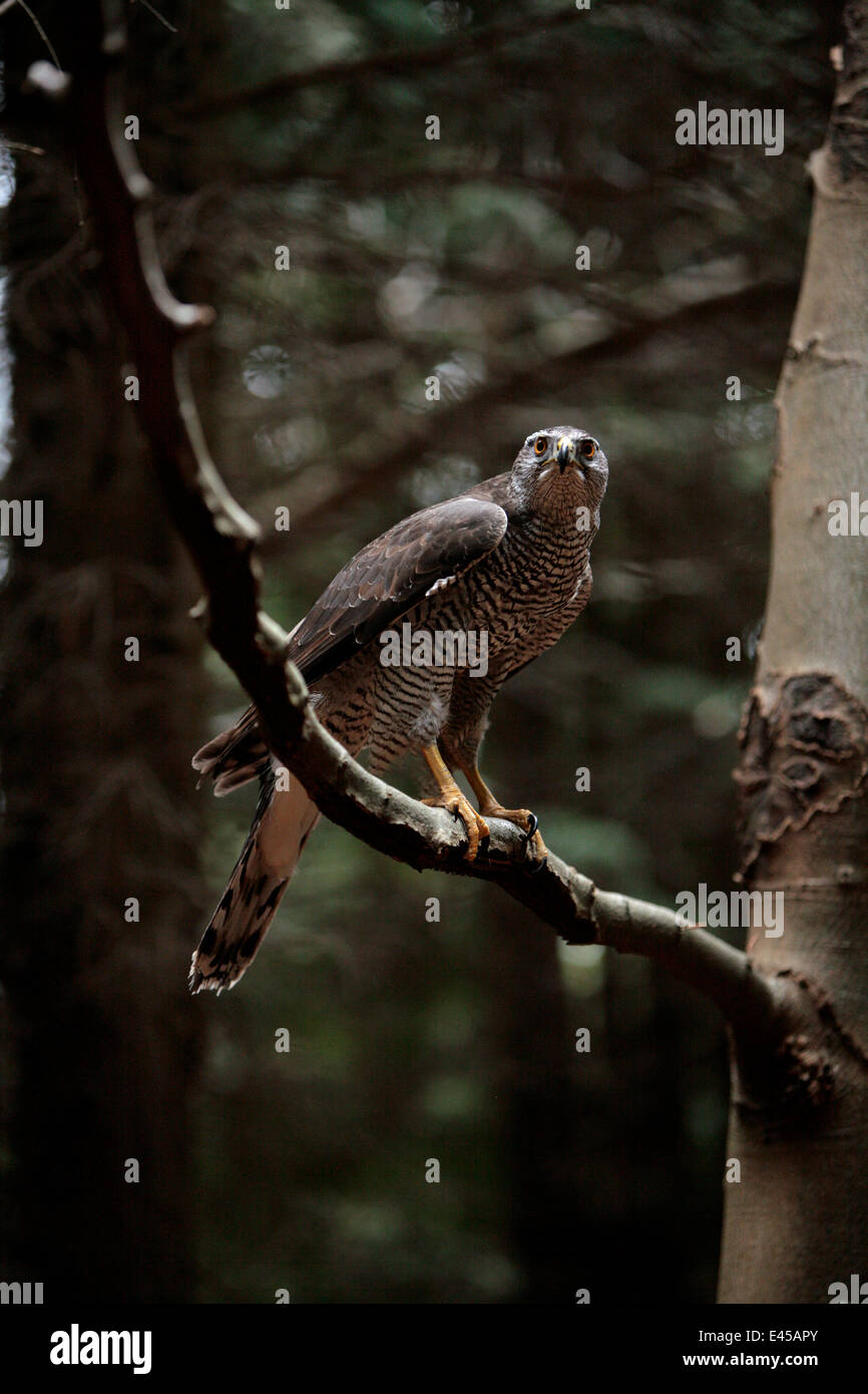 Mixed goshawk hi-res stock photography and images - Alamy