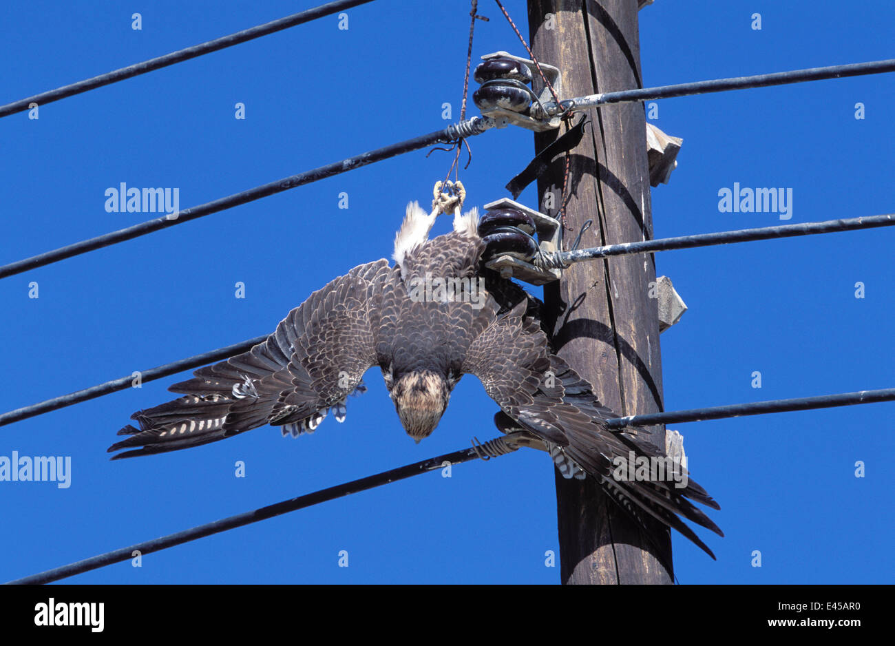 Lanner falcon {Falco biarmicus} dead, with jesses caught in electrical ...