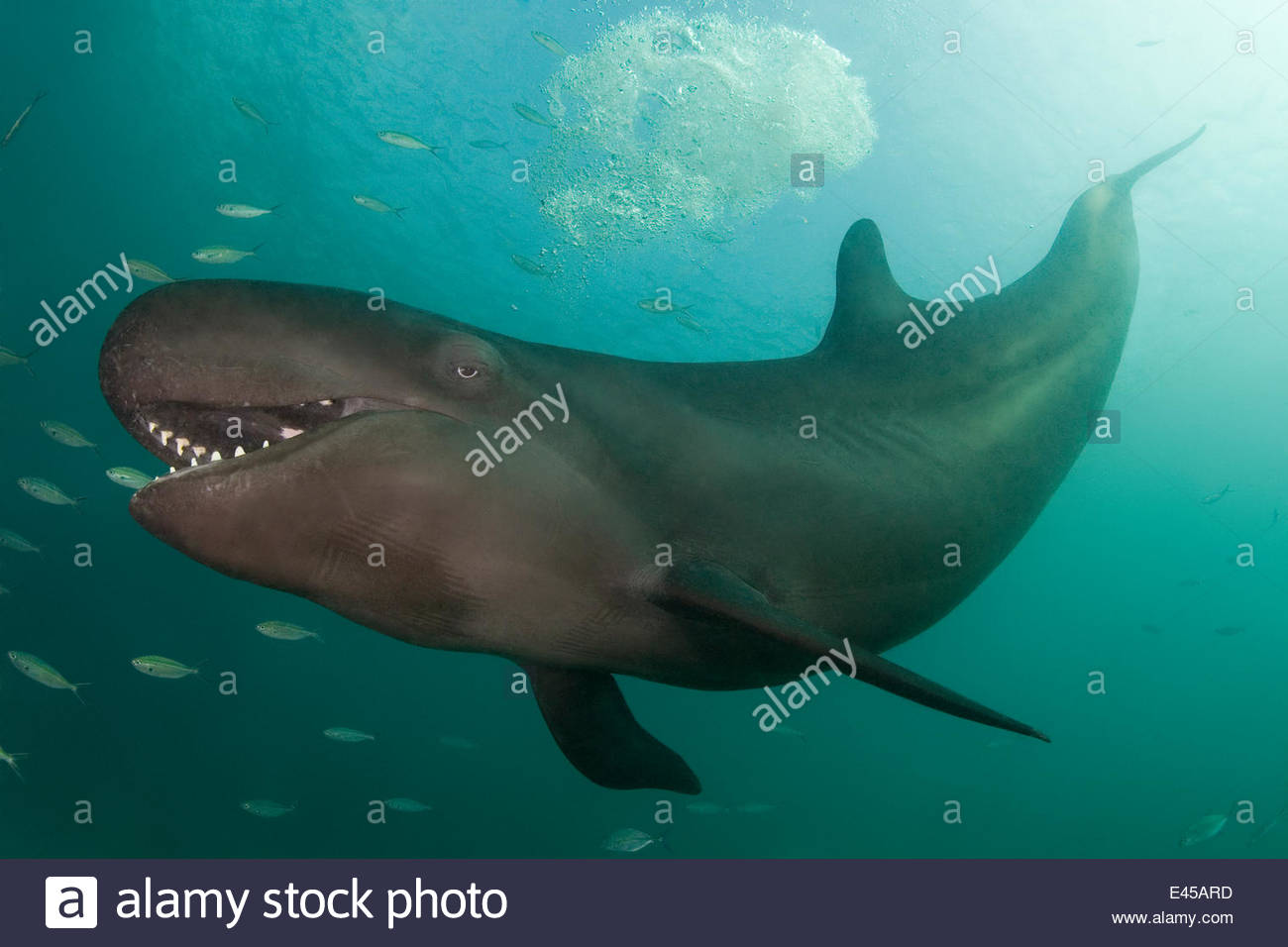 False killer whale ( Pseudorca crassidens ) with mouth open, showing ...