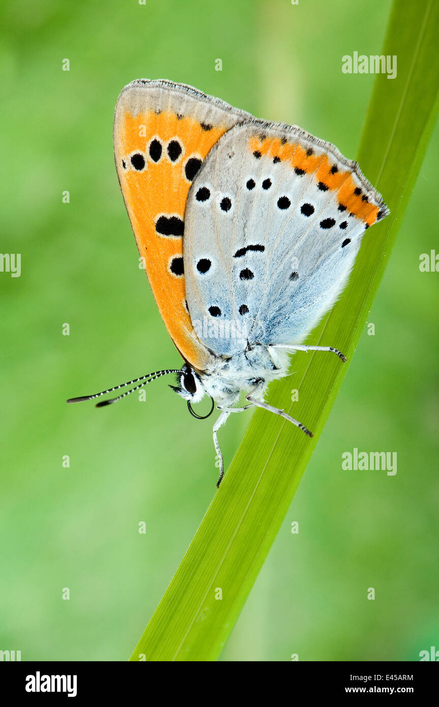 Large copper butterfly uk hi-res stock photography and images - Alamy