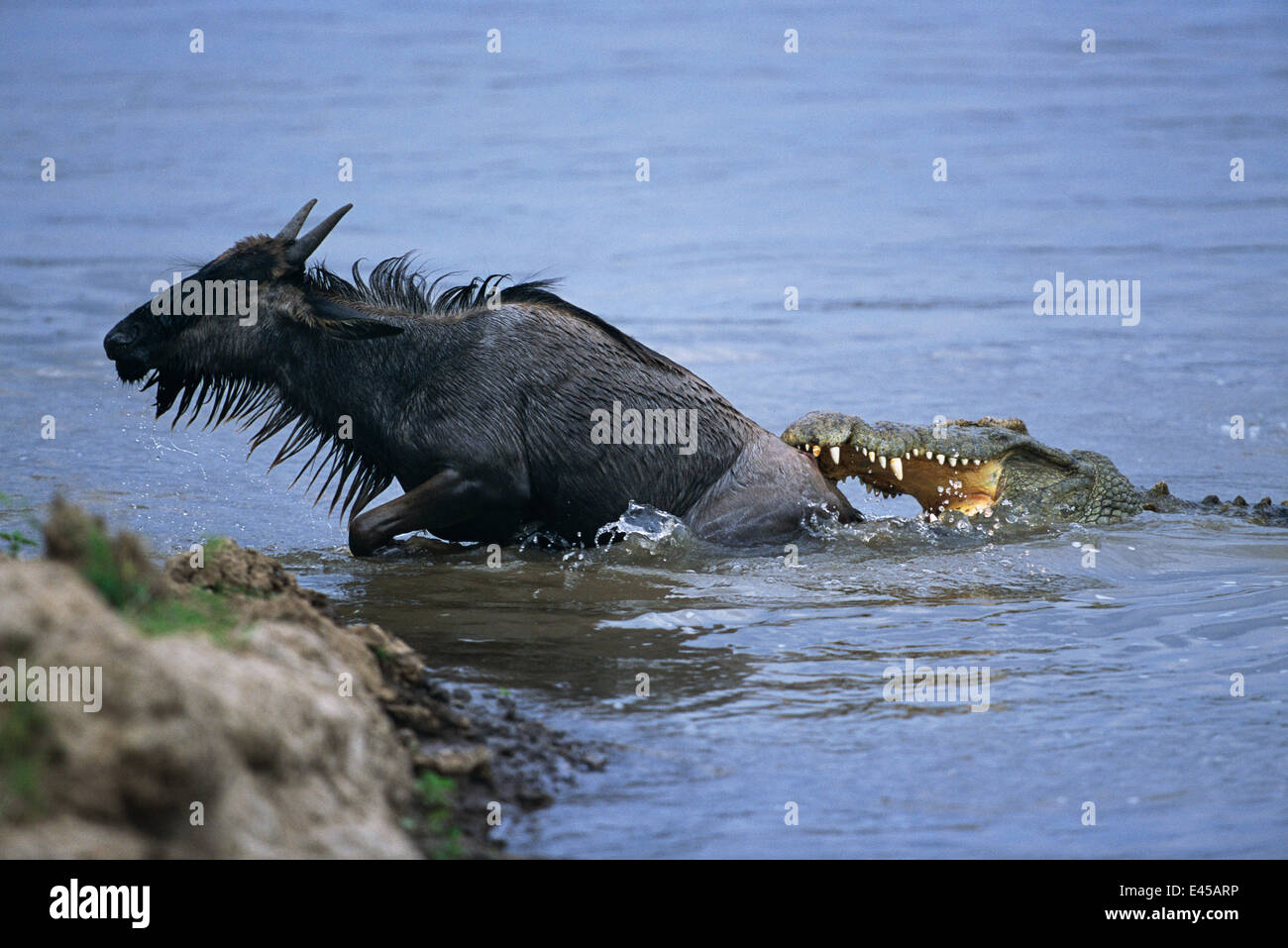 Wildebeest {Connochaetes taurinus} climbing out of river to escape the ...