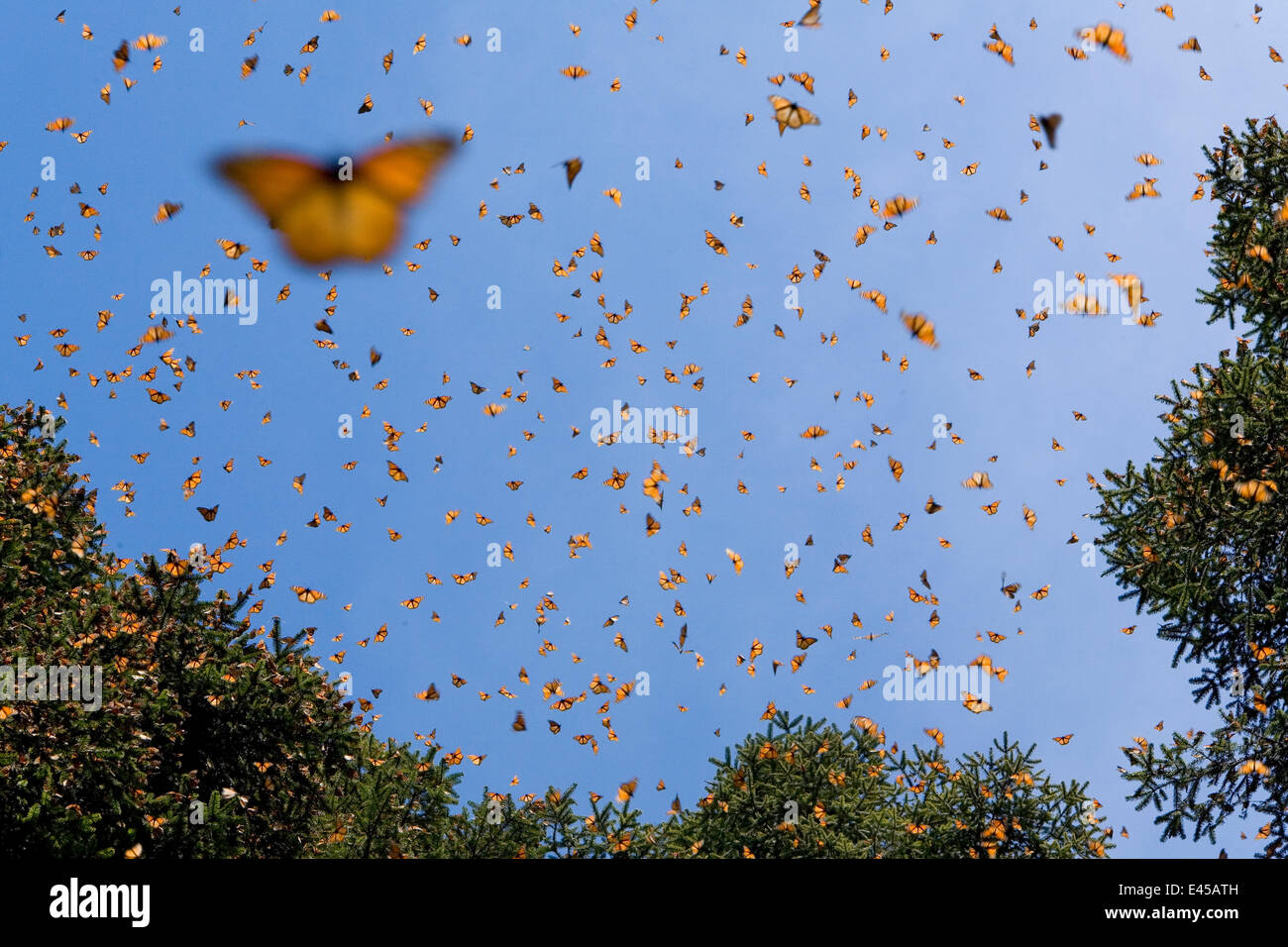Overwintering monarch butterflies hi-res stock photography and images ...