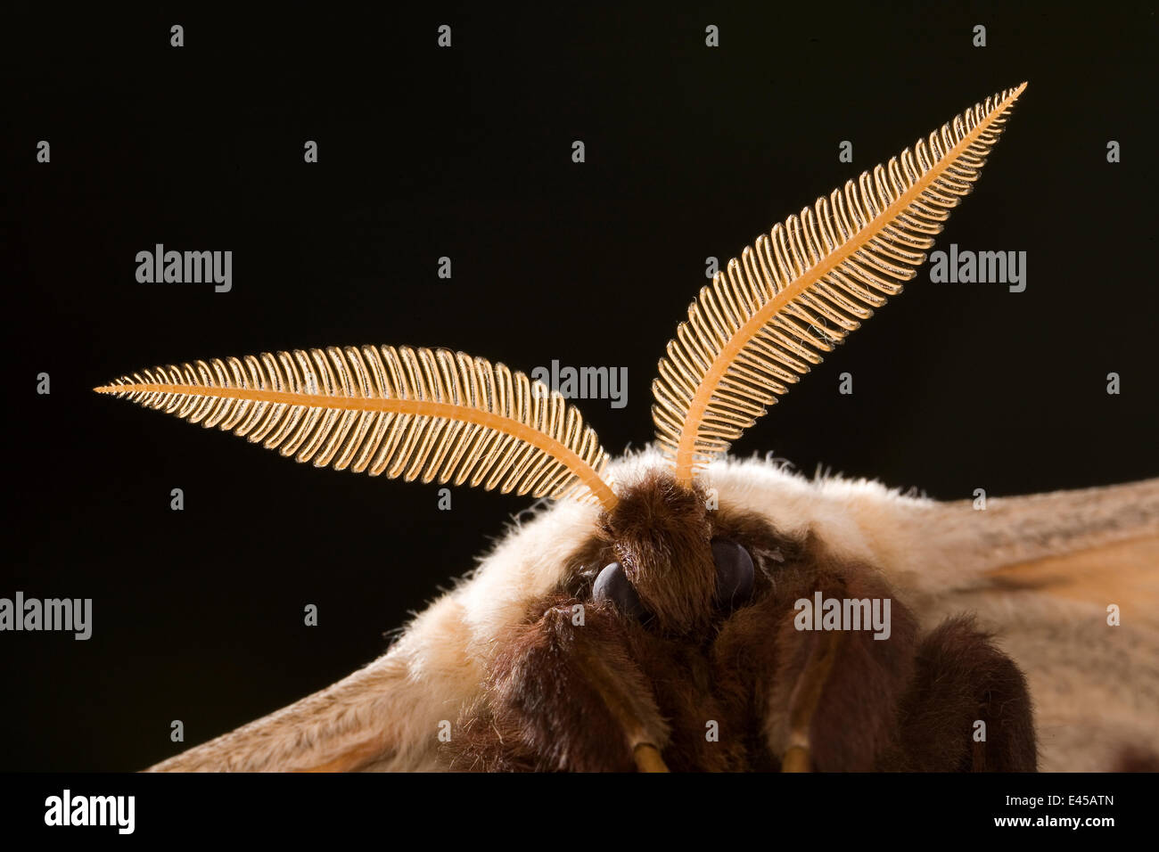 Moth antennae hi-res stock photography and images - Alamy