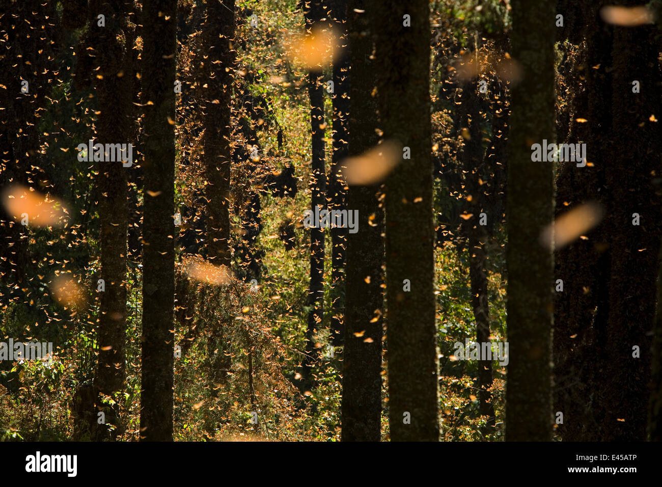 Overwintering monarch butterflies hi-res stock photography and images ...