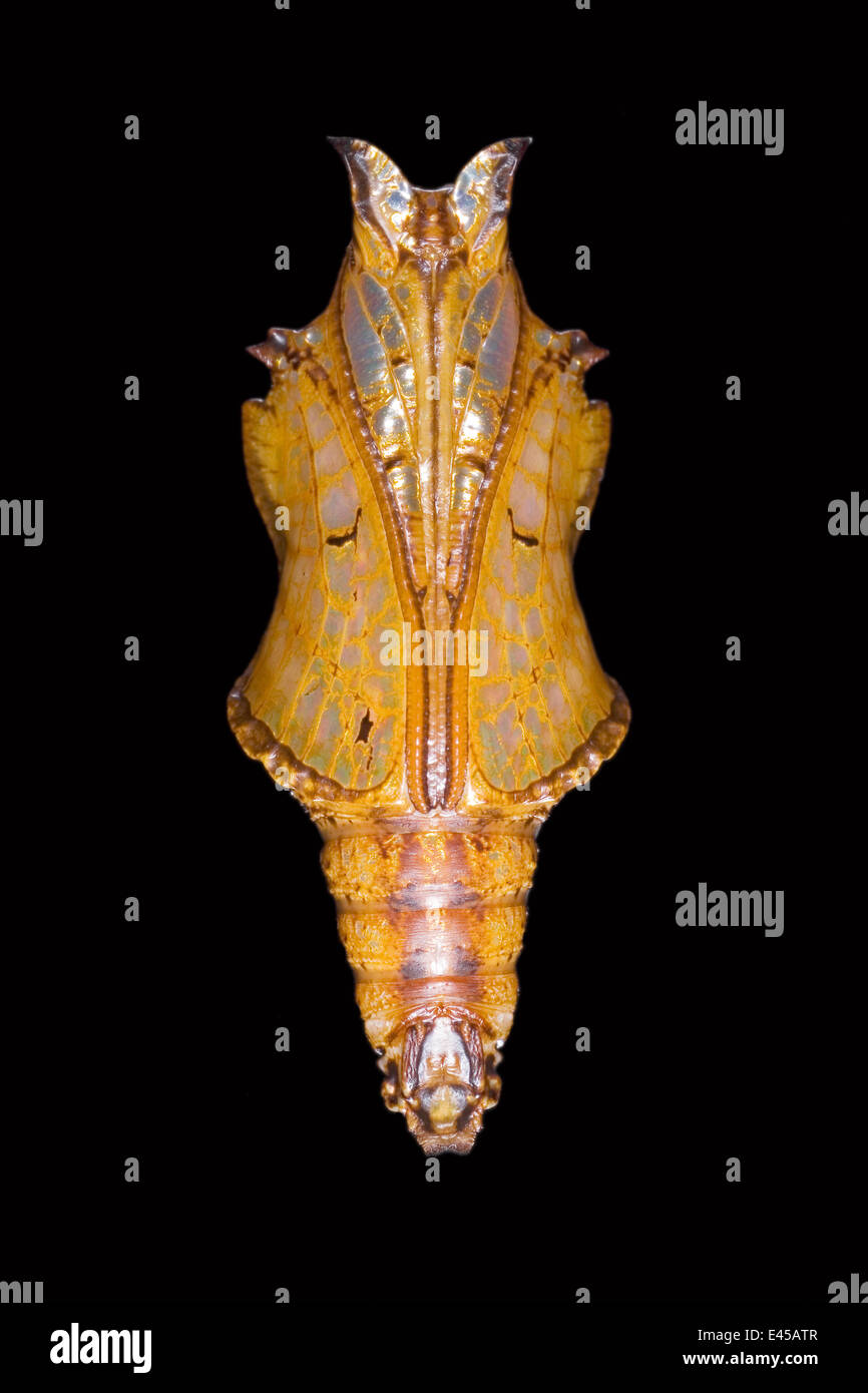 Pupa of Common sargeant butterfly (Athyma perius Stock Photo - Alamy