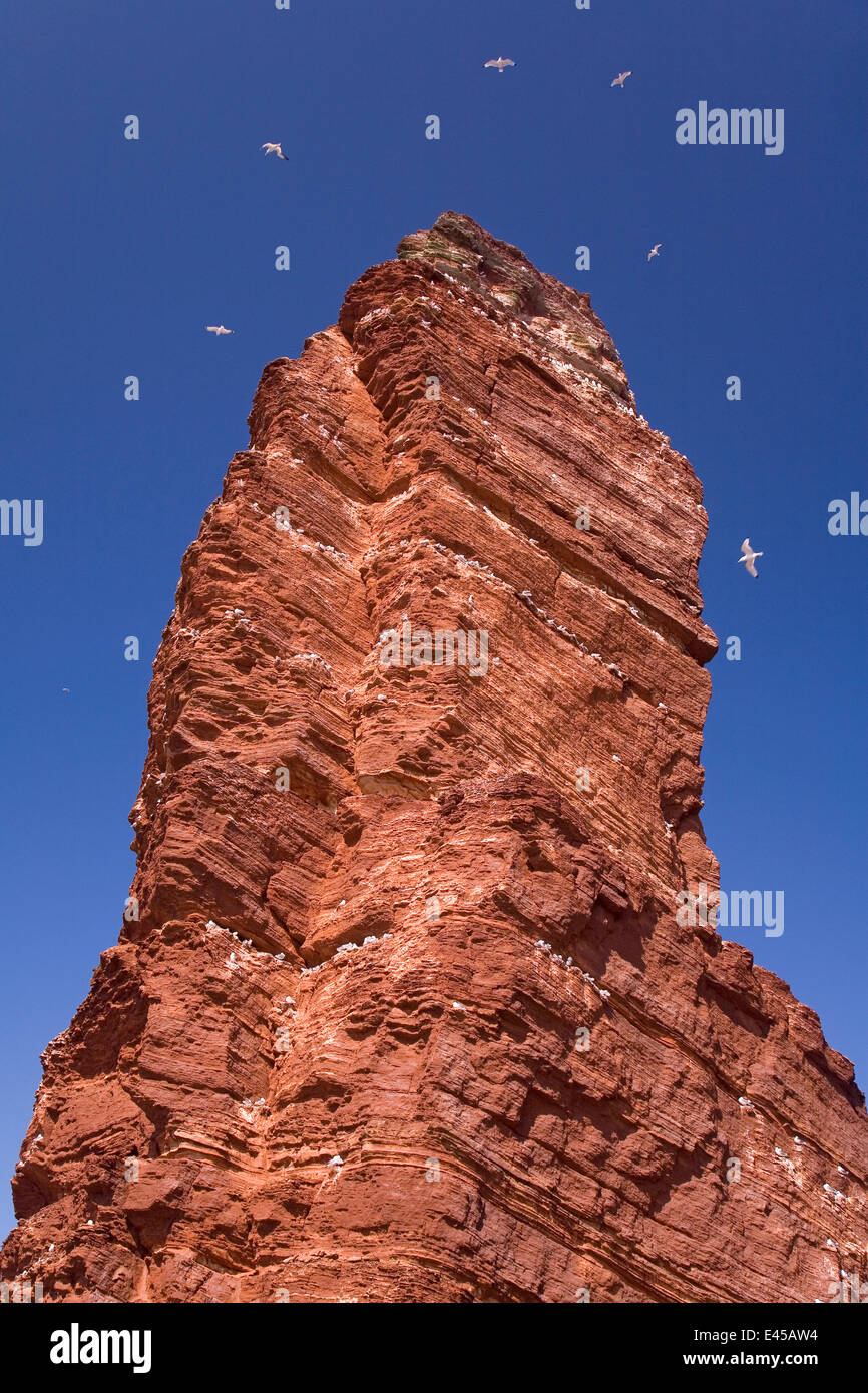 Seabird colony nesting on cliff face, Lange Anna, Helgoland, Germany ...