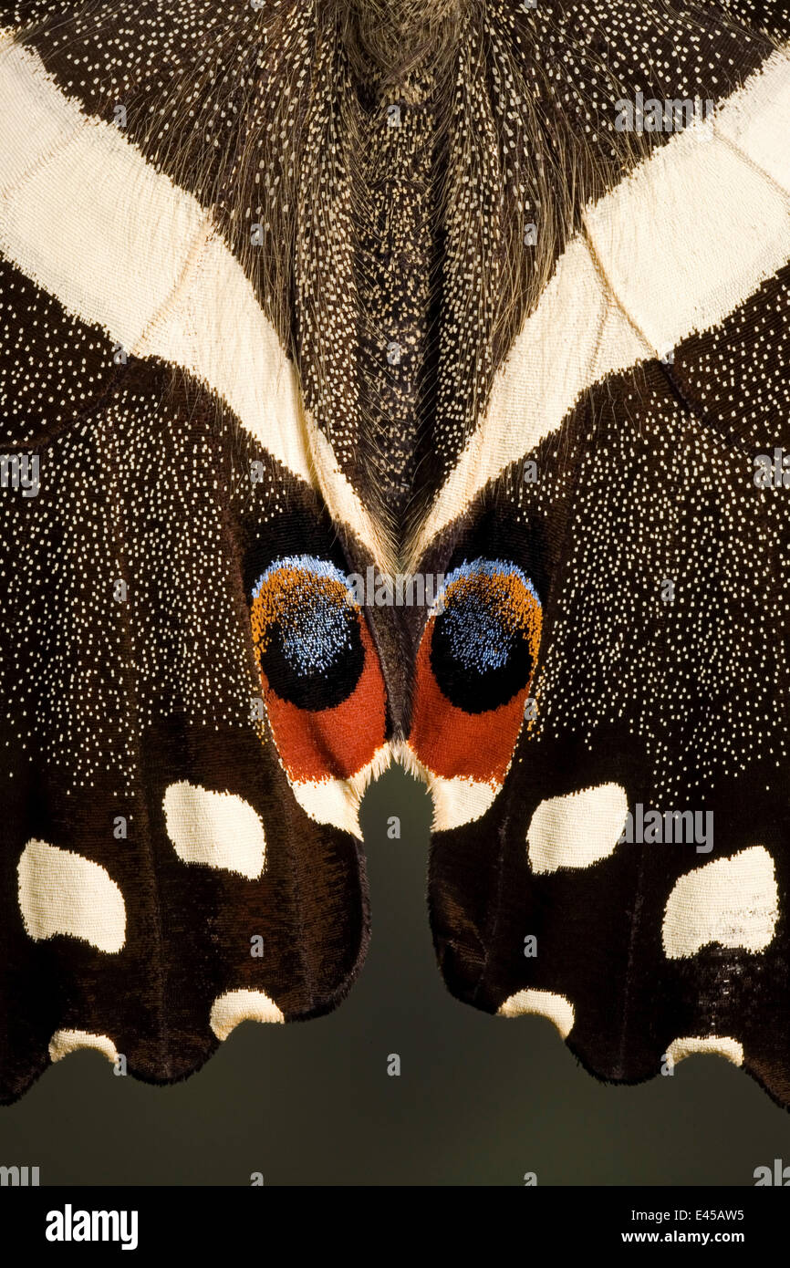 Emperor swallowtail hi-res stock photography and images - Alamy