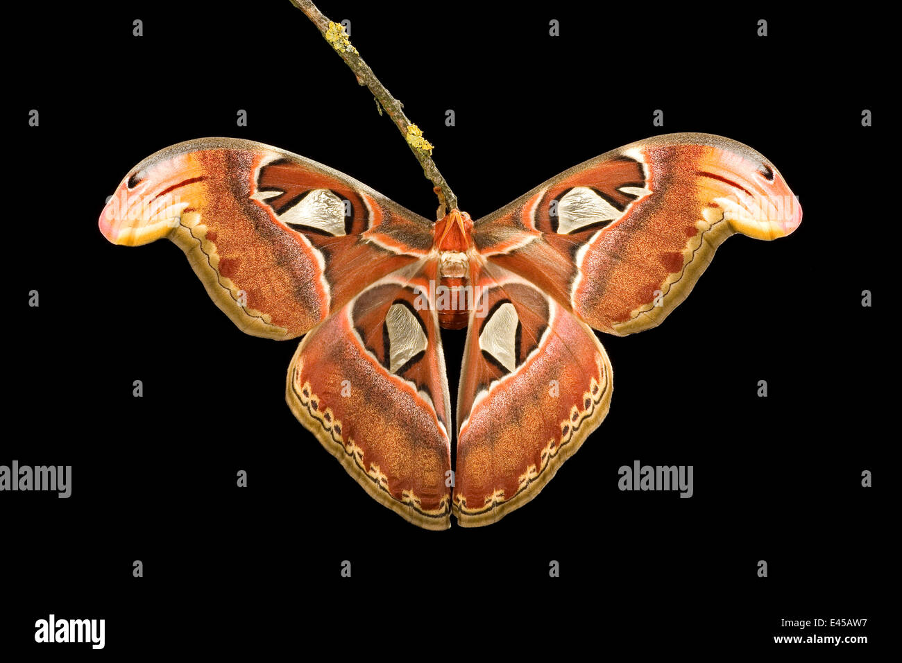 Southeast Asian atlas moth (Attacus atlas Stock Photo - Alamy Southeast Asian atlas moth (Attacus atlas Stock Photo - Alamy