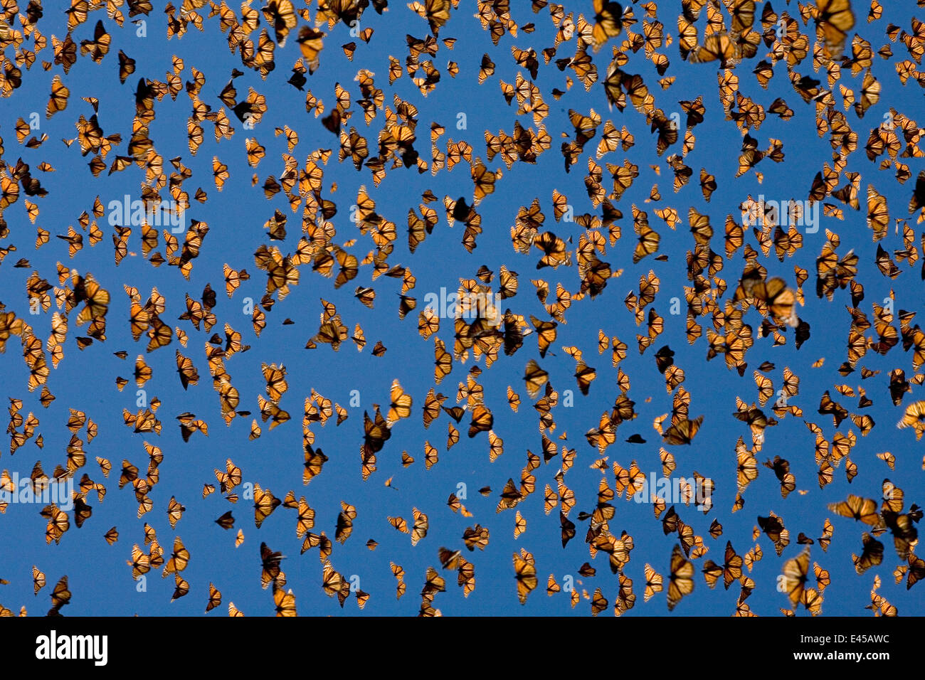 Overwintering monarch butterflies hi-res stock photography and images ...