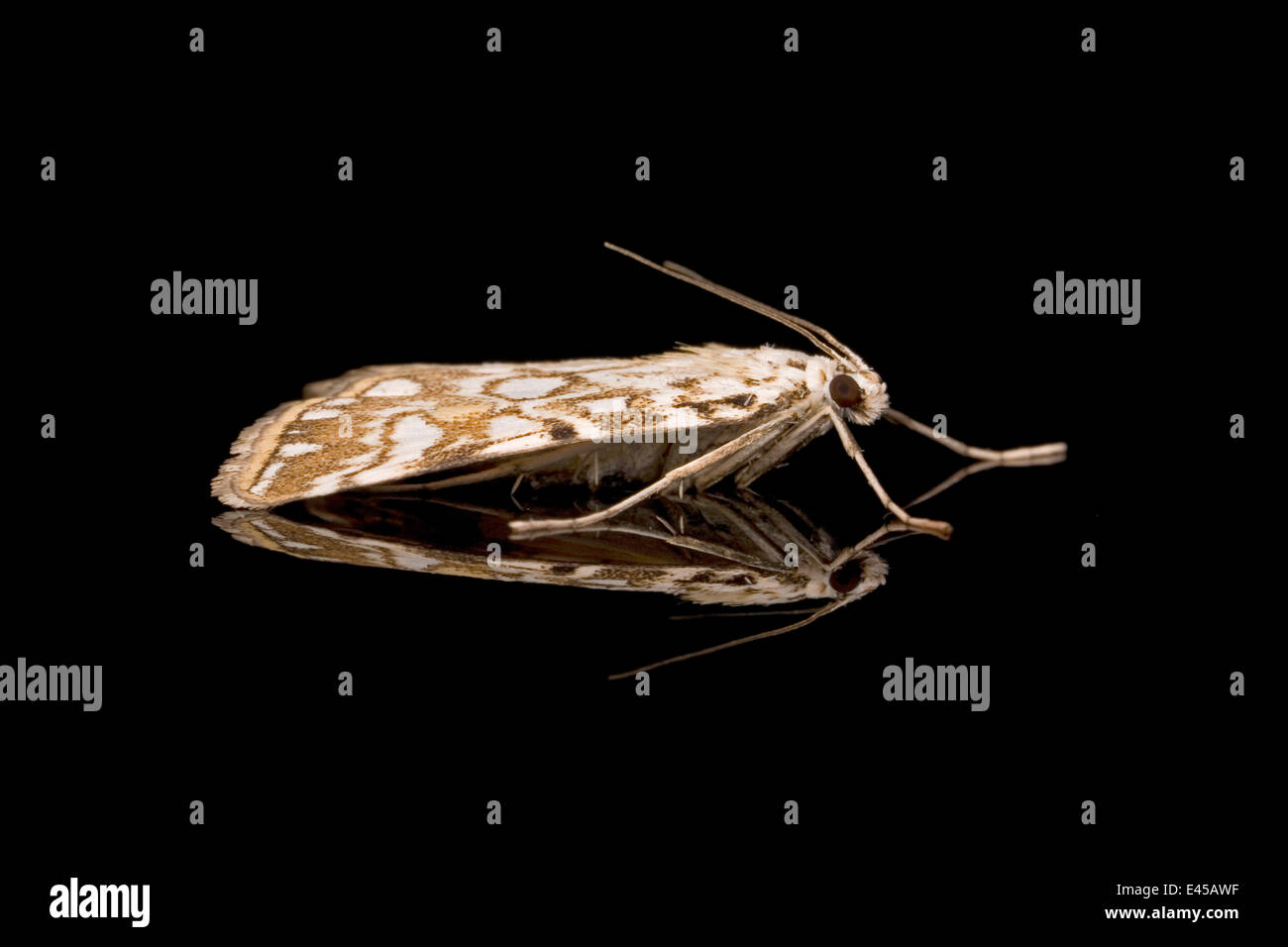 China mark moth hi-res stock photography and images - Alamy