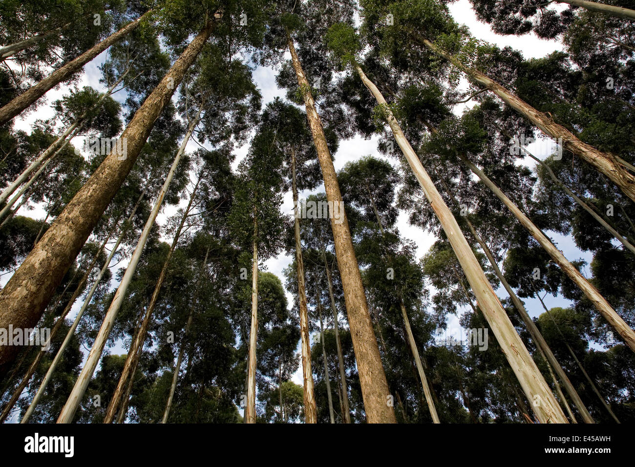 Looking up through the canopy of Eucalyptus plantation, Rwanda, Africa ...