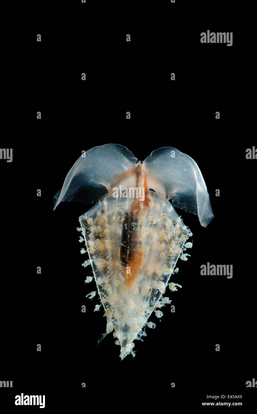 Sea butterfly pteropod hi-res stock photography and images - Alamy