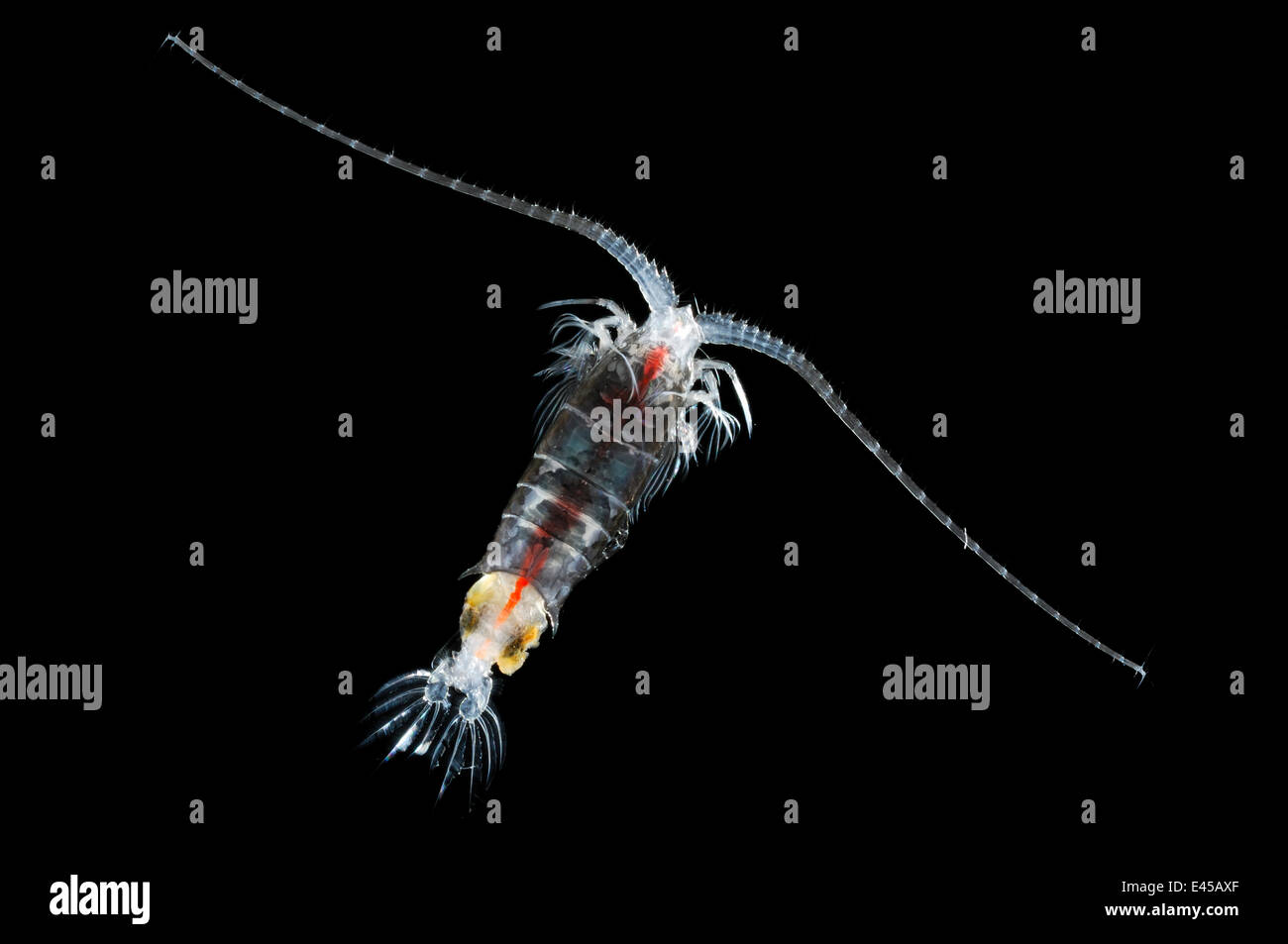 Marine copepod hi-res stock photography and images - Alamy