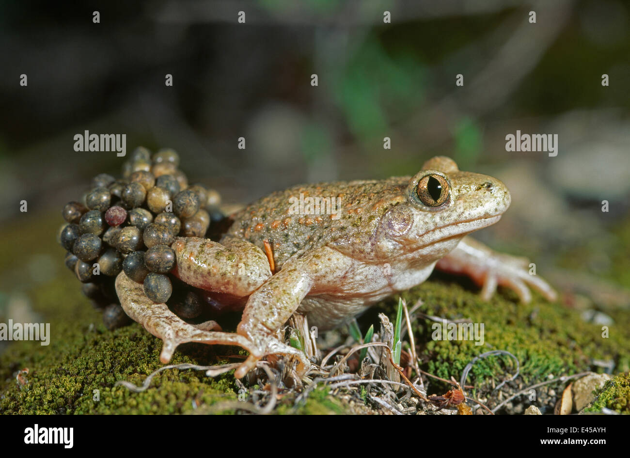 Carrying eggs hi-res stock photography and images - Alamy