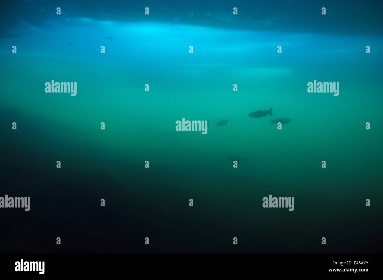 Underwater landscape with Rainbow trout under ice in alpine lake ...