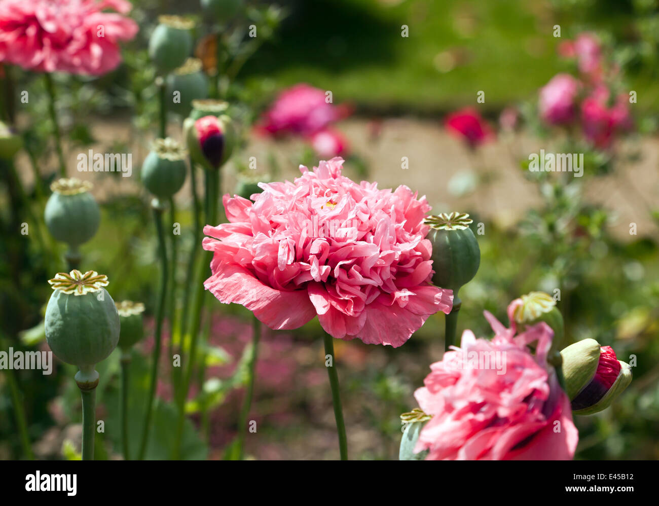 Close-up of a giant double poppy flower Stock Photo - Alamy
