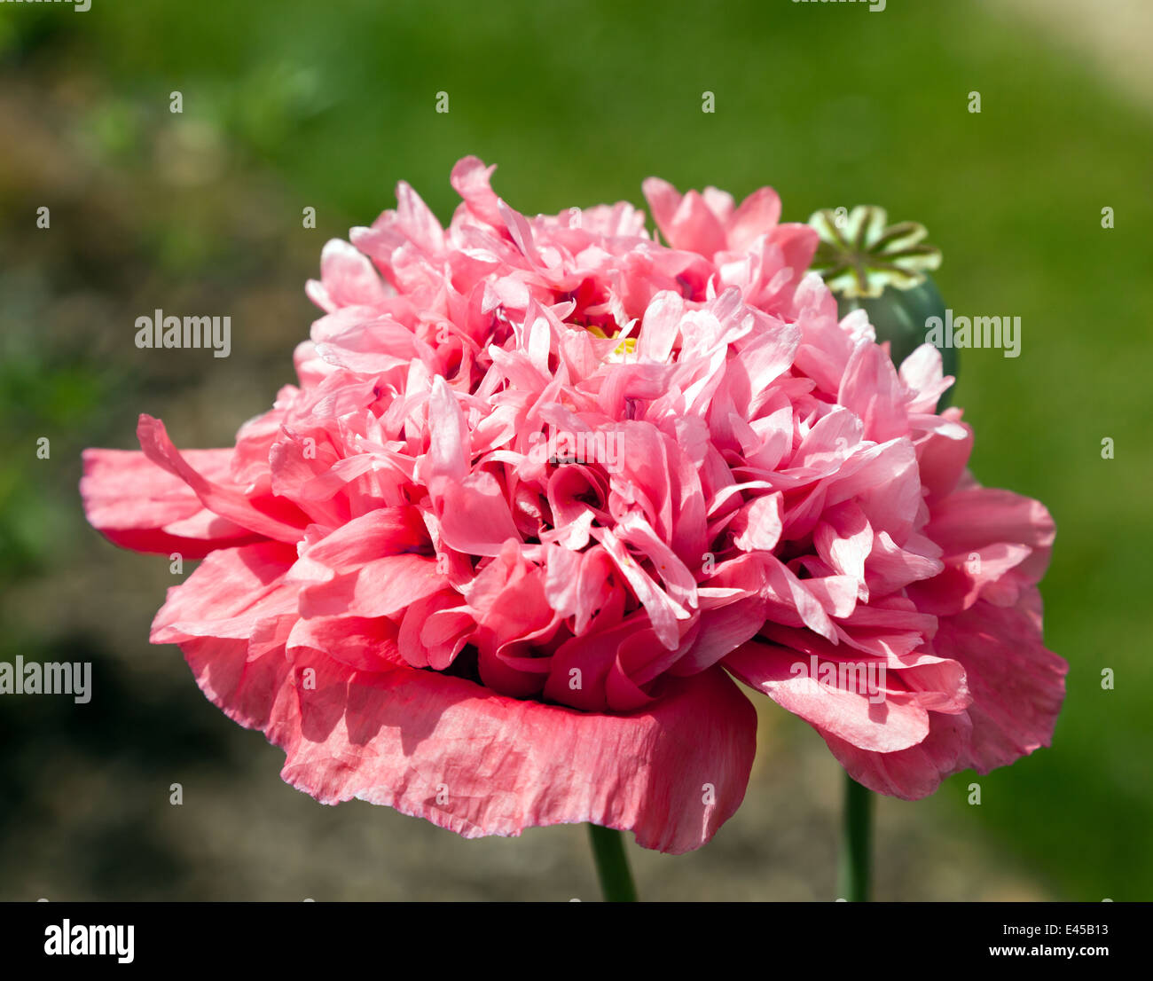 Giant double pink poppy hi-res stock photography and images - Alamy
