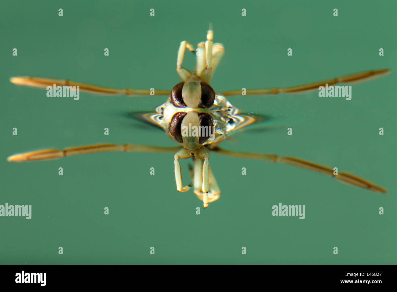 Water boatman {Corixa punctata} under water surface, Pla de Xirau ...