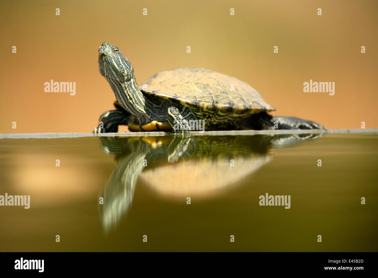 Red eared turtle {Pseudemys scripta elegans} at waters edge, Moralet ...