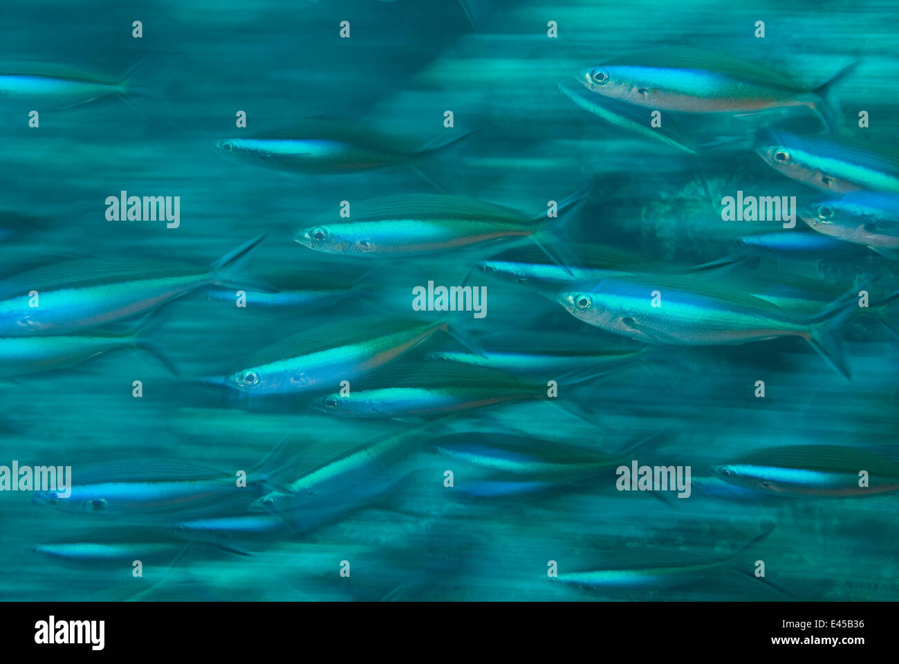 Schooling fusiliers (Caesionidae), Rowley Shoals, Western Australia ...