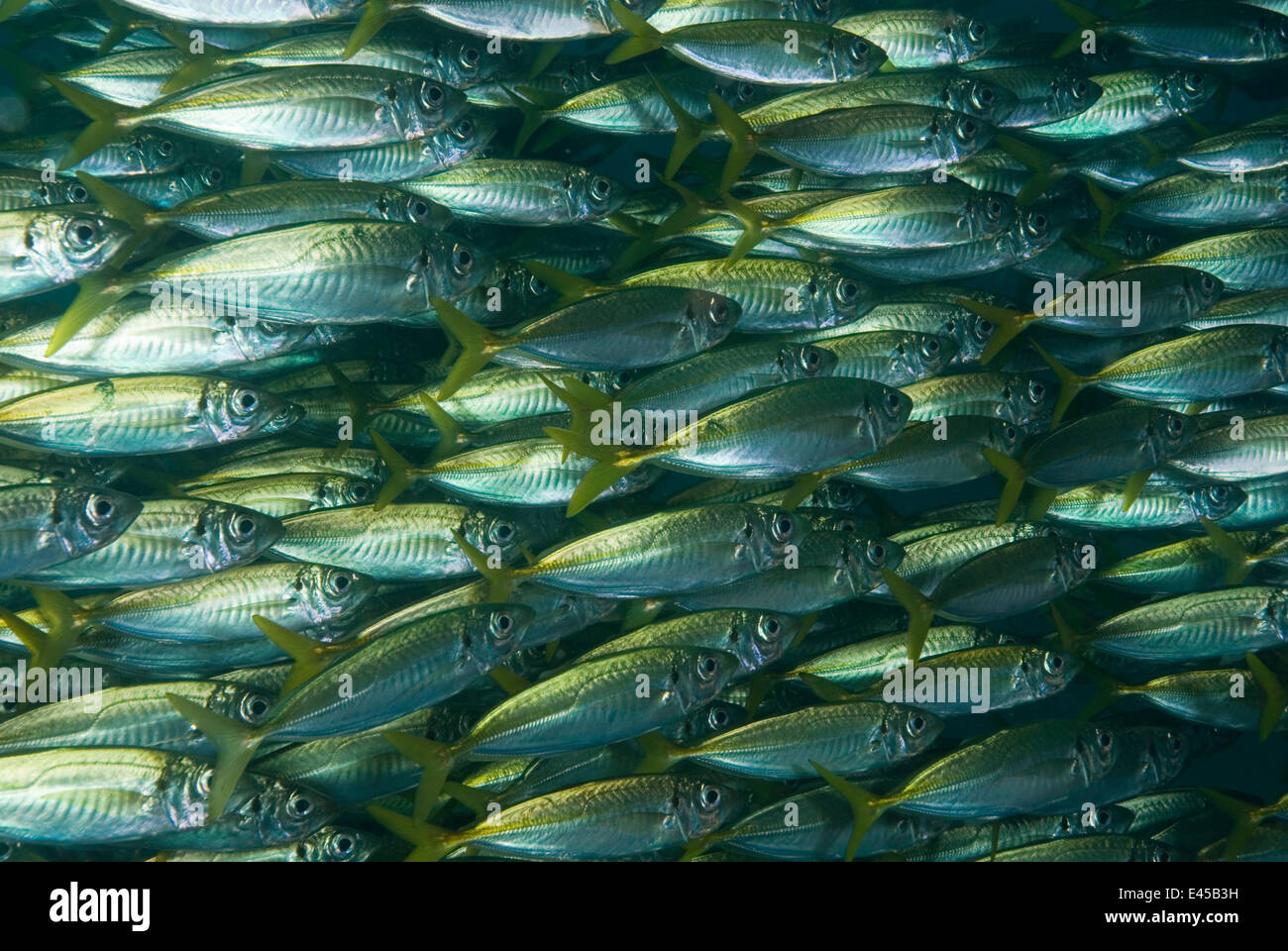 Mass of Schooling yellowtail scad fish (Trachurus novaezelandiae ...