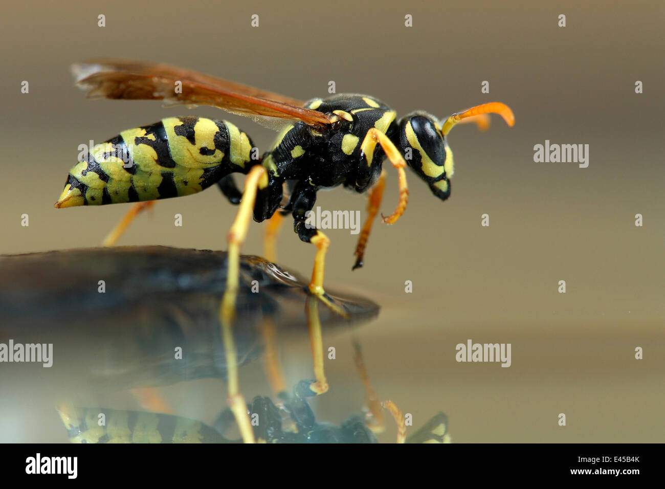 Polistes gallicus hi-res stock photography and images - Alamy