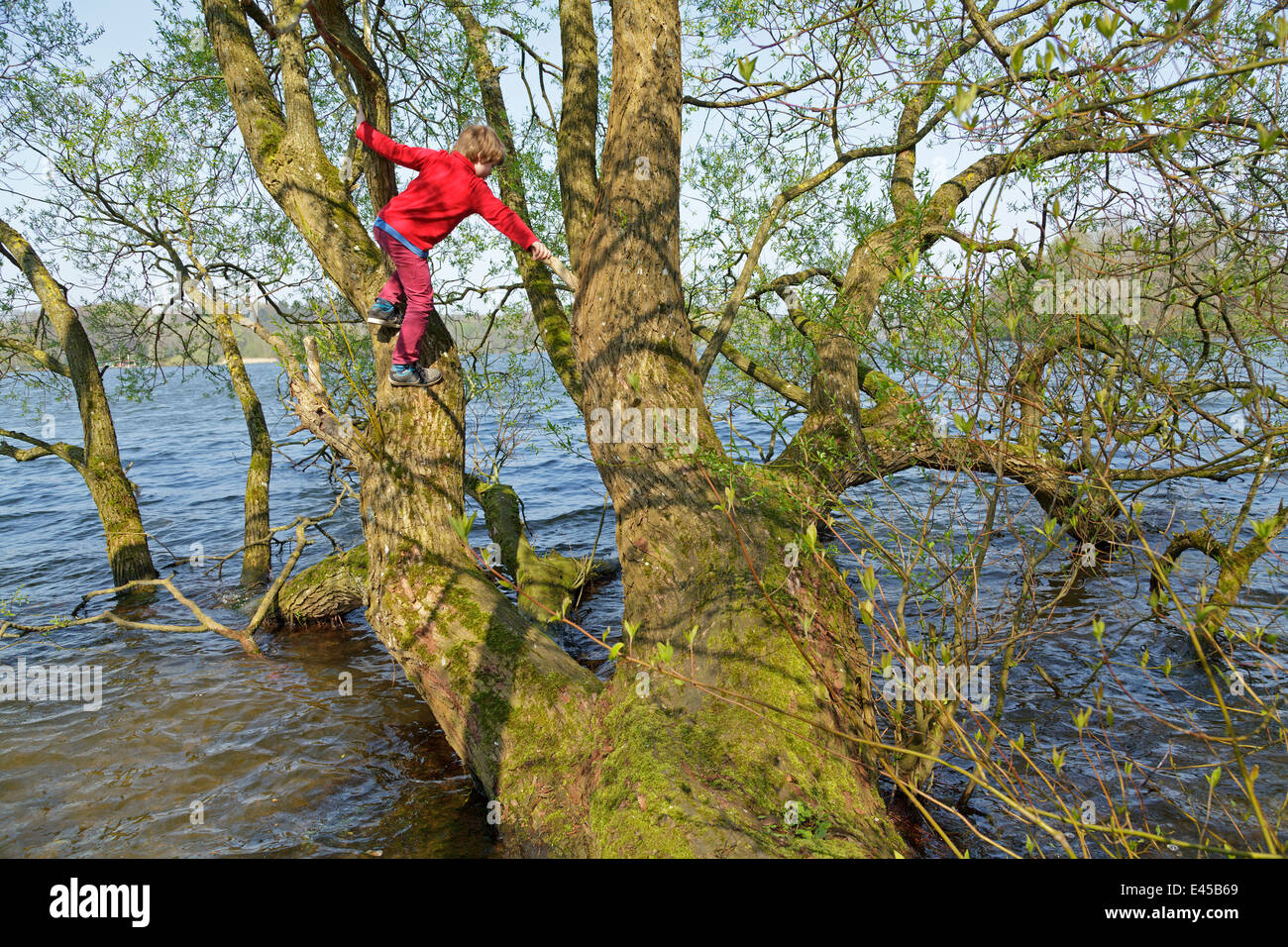 young boy climbing a tree Stock Photo - Alamy