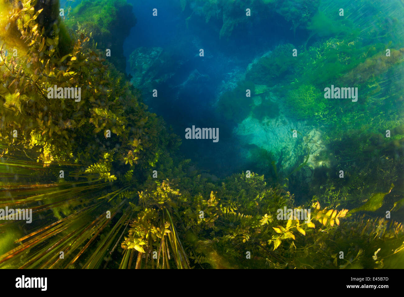 Water plants in underwater landscape in chalk stream, Croatia, October ...