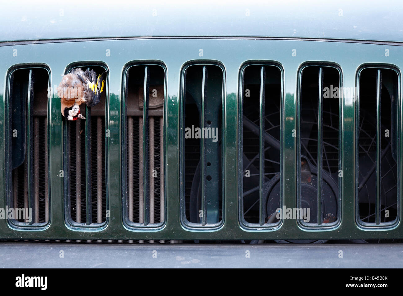 Dead goldfinch (Carduelis carduelis) trapped in radiator grill of truck ...