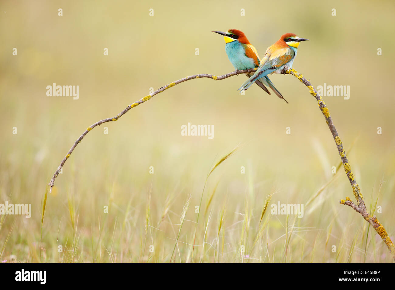 European bee eaters (Merops apiaster) on branch in meadow. Seville ...