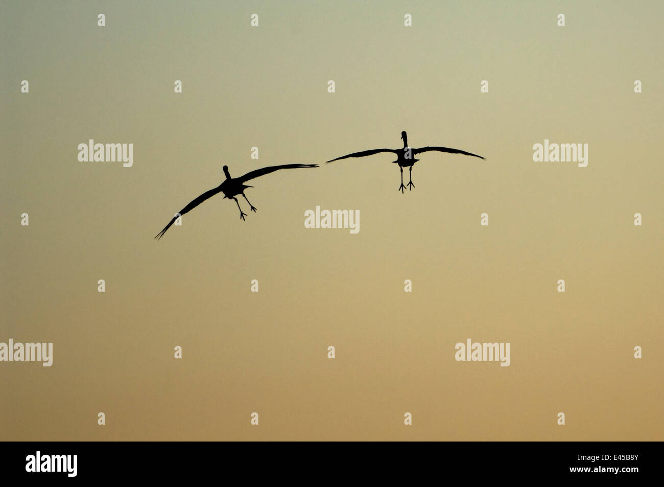 Two flying cranes hi-res stock photography and images - Alamy