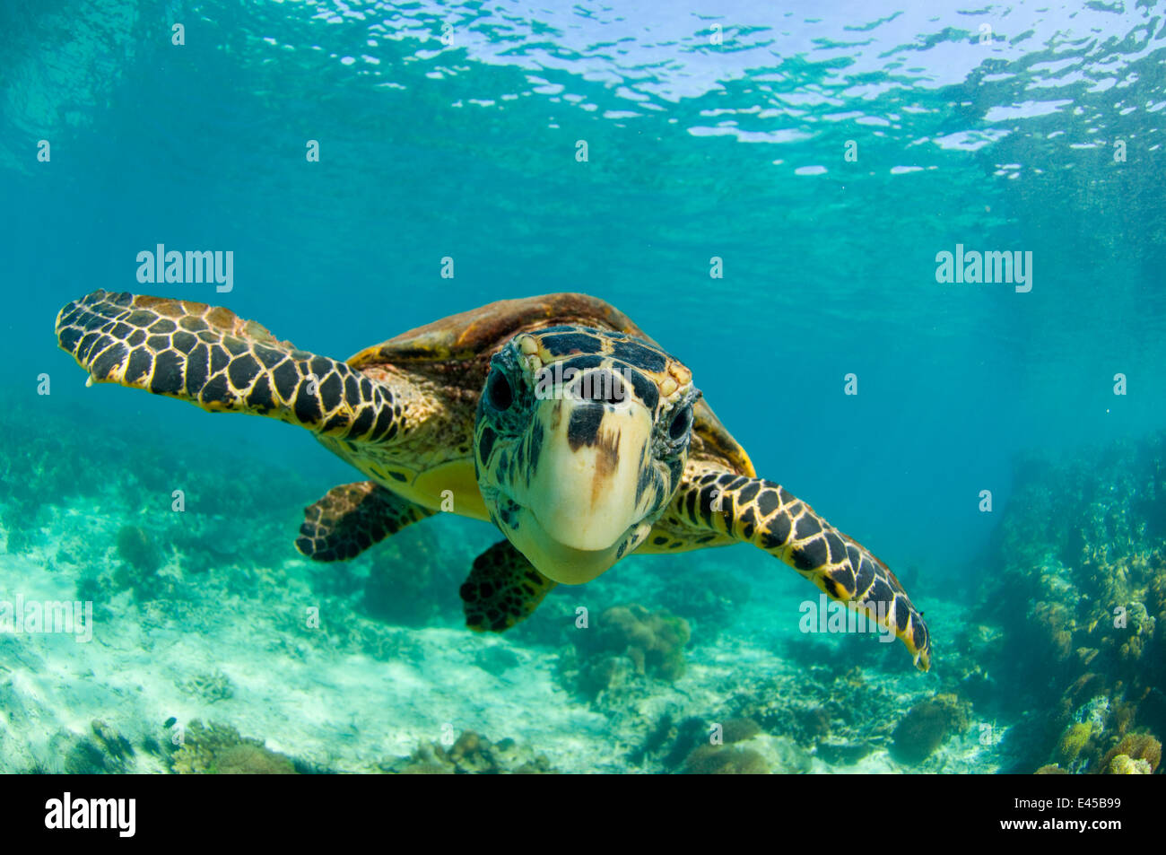 Hawksbill sea turtle madagascar hi-res stock photography and images - Alamy