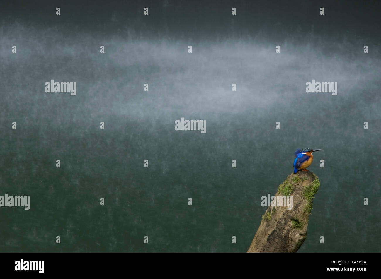 Madagascar malachite kingfisher hi-res stock photography and images - Alamy