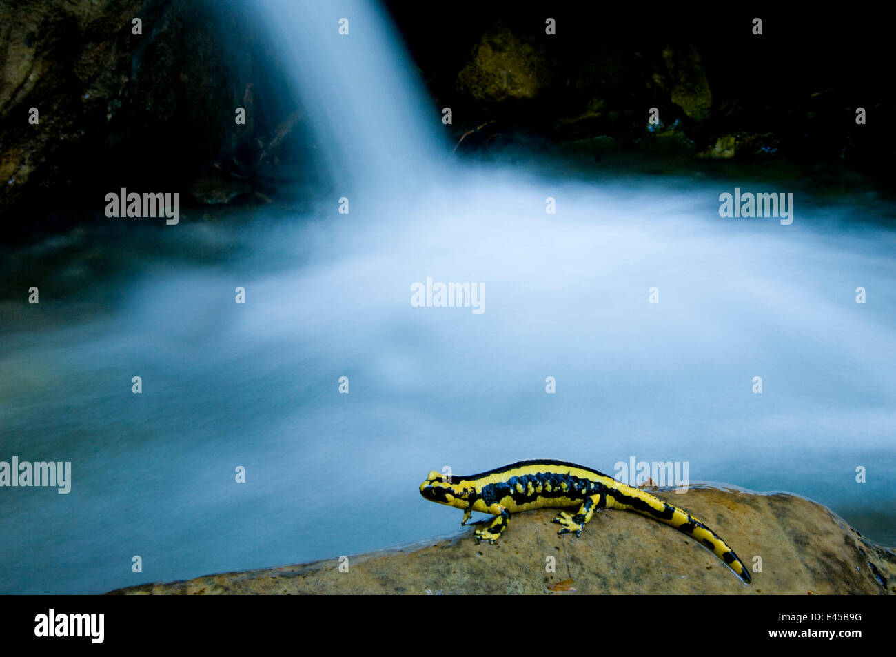 Spanish salamanders hi-res stock photography and images - Alamy