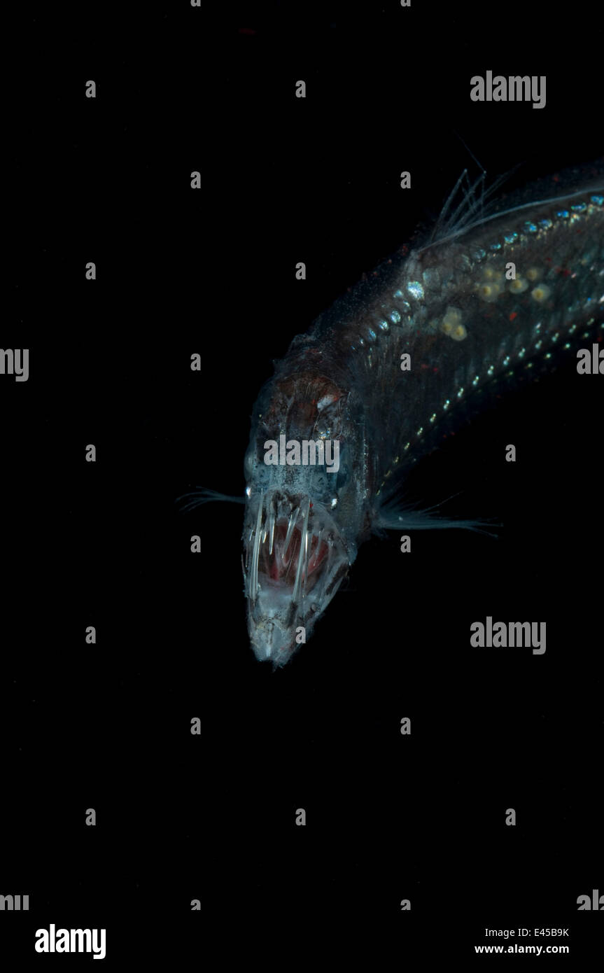 Viperfish glowing hi-res stock photography and images - Alamy Viperfish glowing hi-res stock photography and images - Alamy