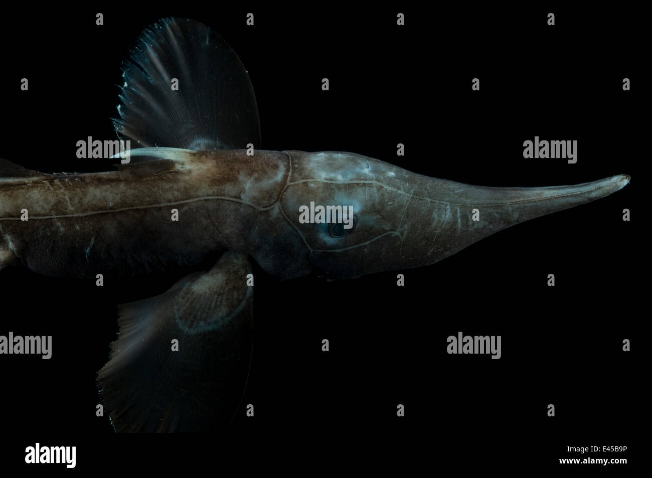 Bent nosed rabbitfish {Harriotta raleighana} from the Mid-Atlantic ...