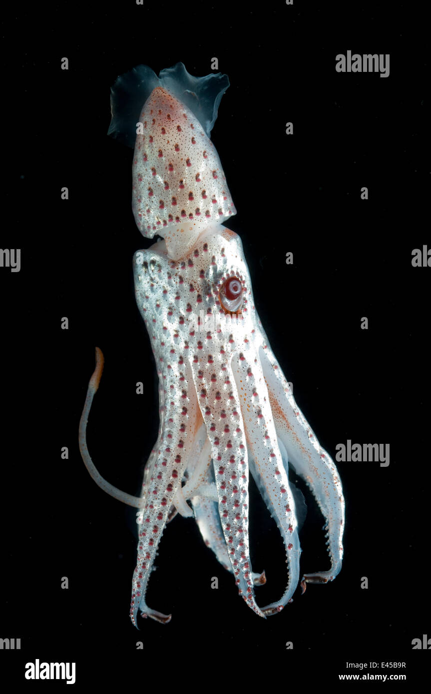 Histioteuthis hi-res stock photography and images - Alamy