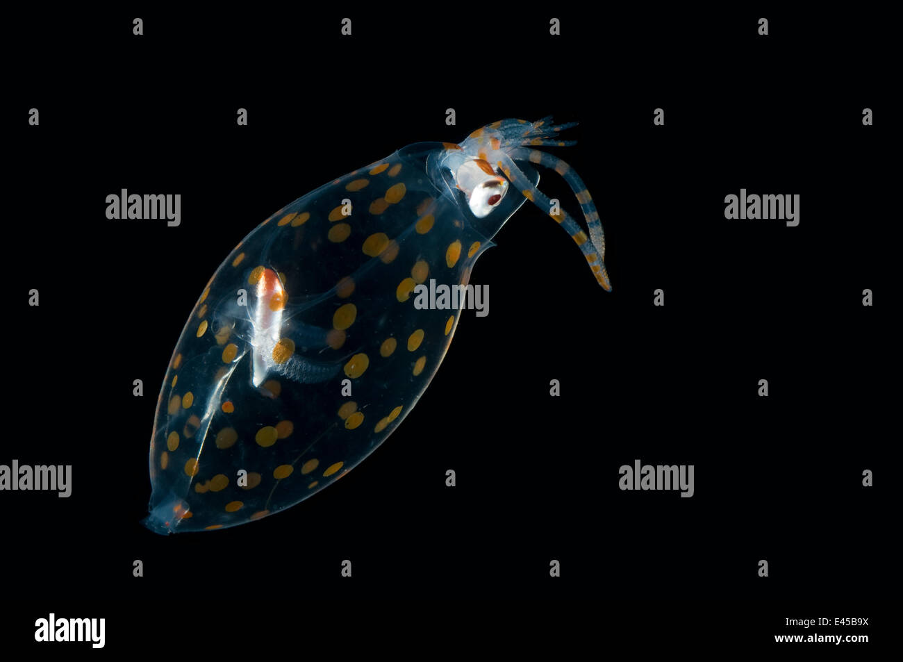 Deep Sea Glass Squid