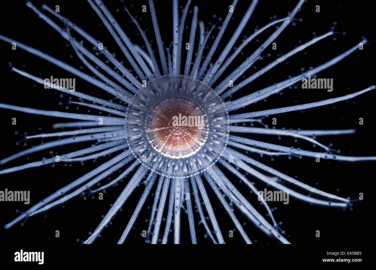 Porpita porpita hi-res stock photography and images - Alamy