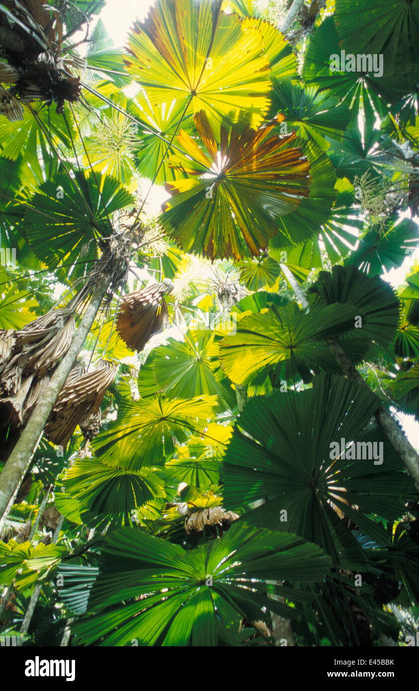 Australian fan palm licuala hi-res stock photography and images - Alamy