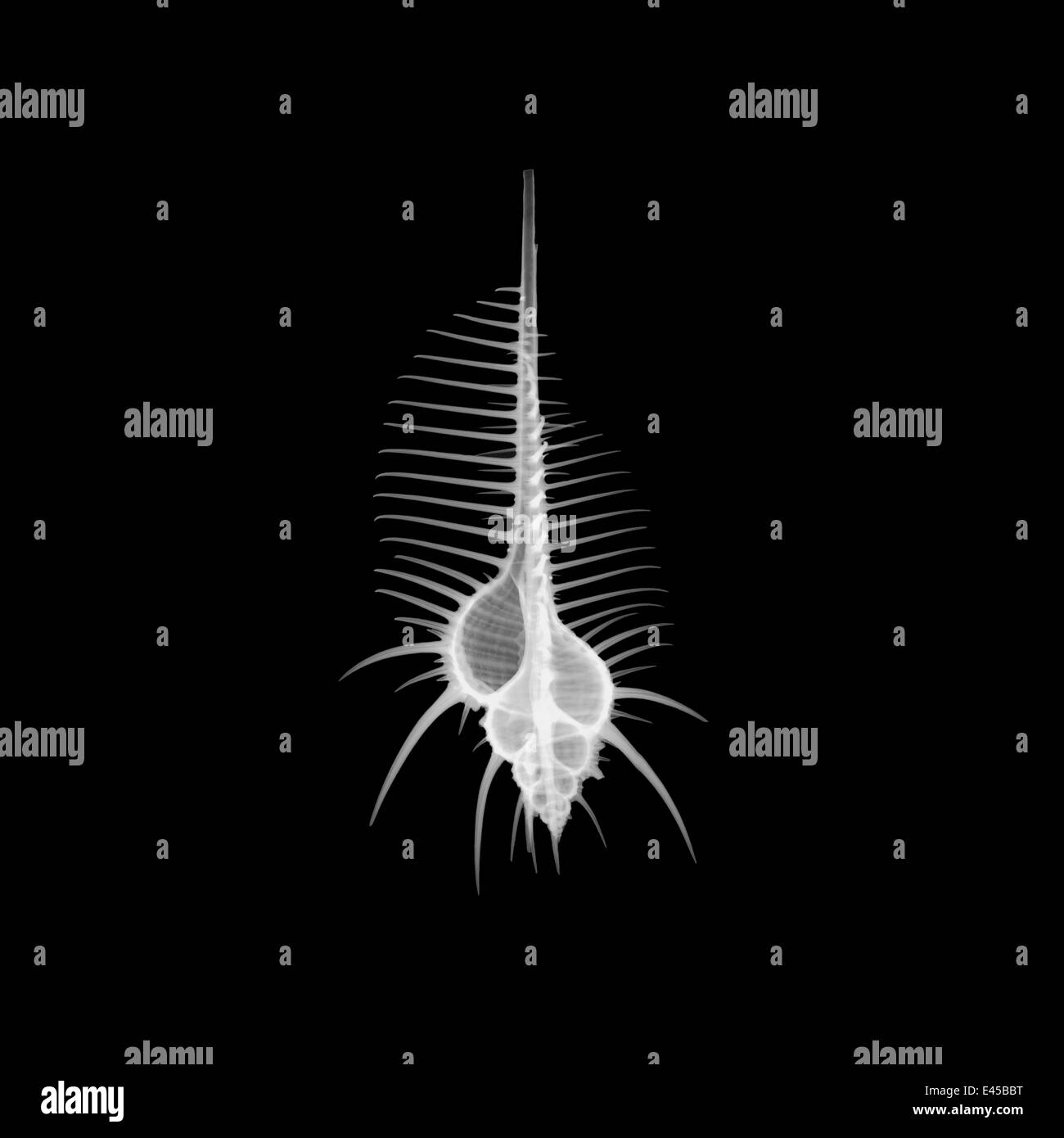 Murex Black and White Stock Photos & Images - Alamy