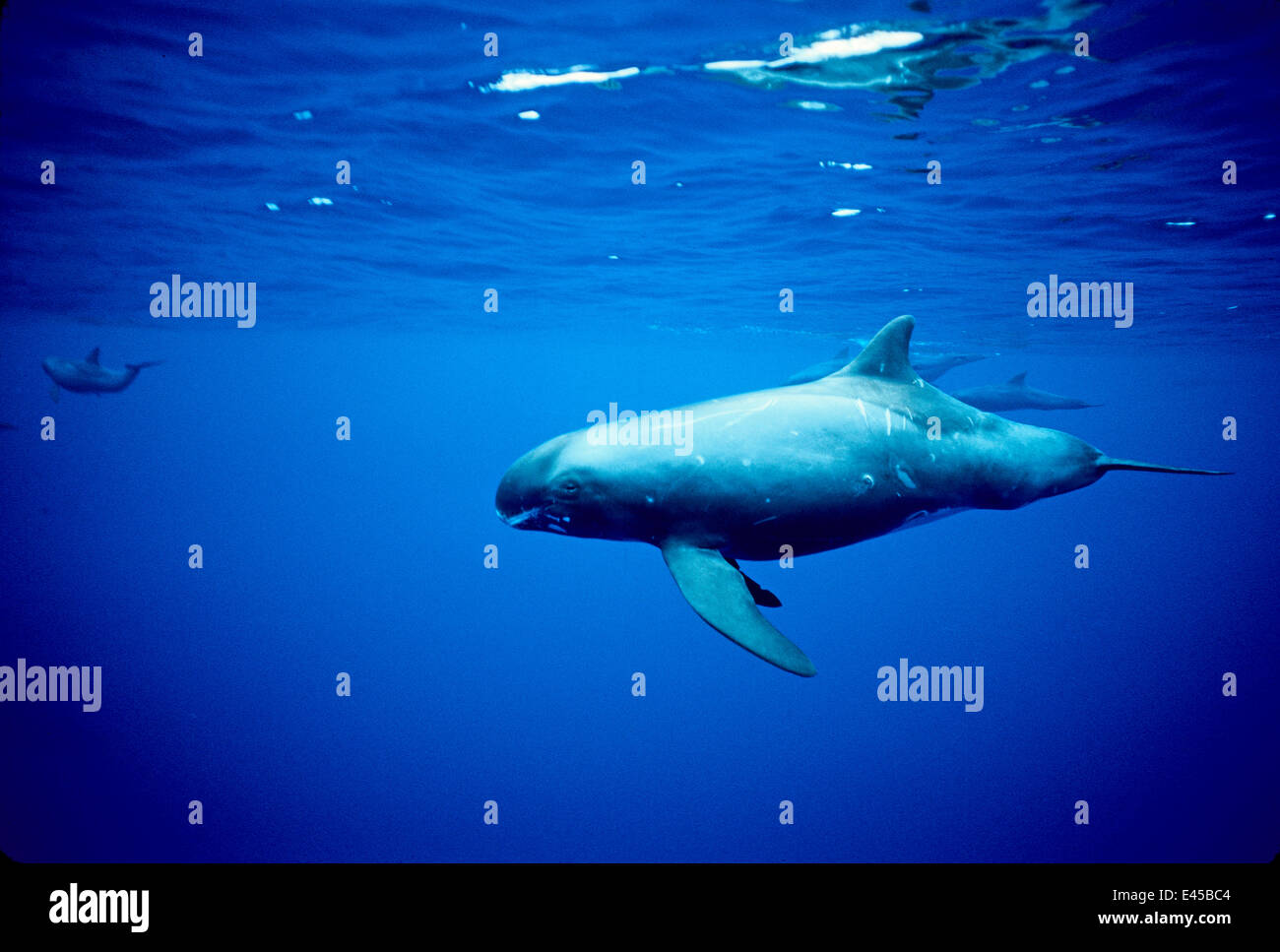 Pygmy Killer Whales (Feresa attenuata) swimming, Pacific Stock Photo ...