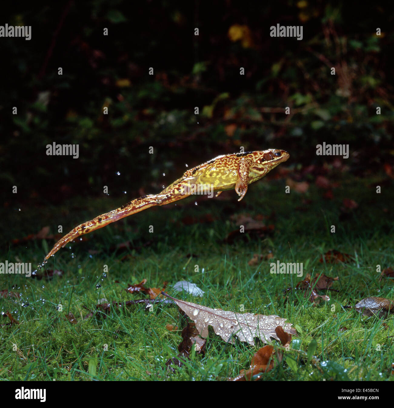 Leaping jumping frog hi-res stock photography and images - Alamy
