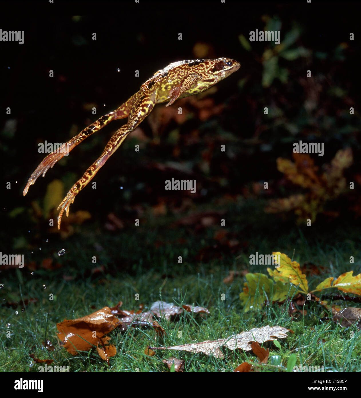 British wildlife action frog hi-res stock photography and images - Alamy